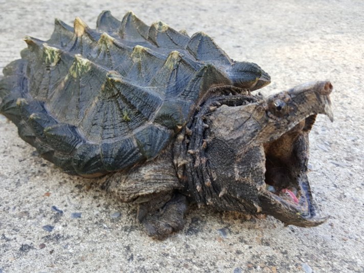 Huge Alligator Snapping Turtle Caught And Released In Oklahoma ...