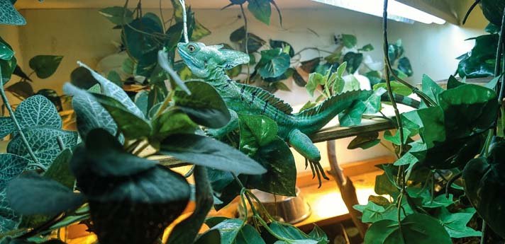 Basilisk Lizard Information And Care - Reptiles Magazine