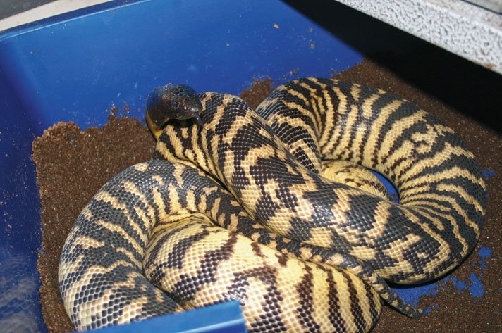 Keeping And Breeding Black-Headed Pythons - Reptiles Magazine