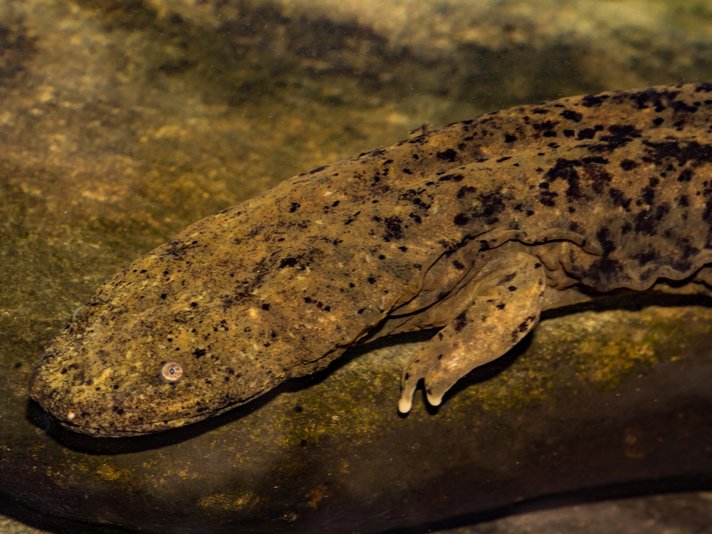 Salamander Diversity Of The United States - Reptiles Magazine