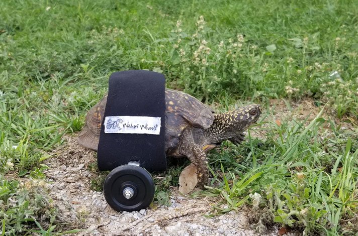 Florida Box Turtle Walks Again With Help From Custom Wheelchair ...