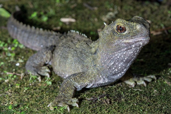 The Tuatara Of New Zealand - Reptiles Magazine