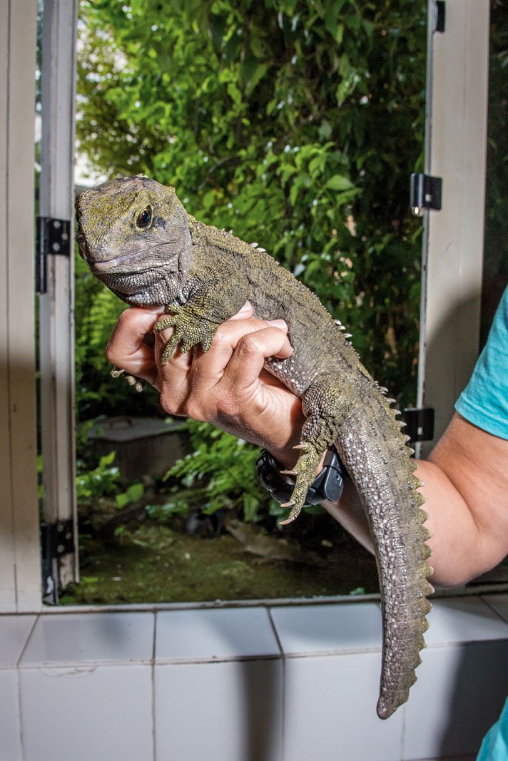 The Tuatara Of New Zealand - Reptiles Magazine
