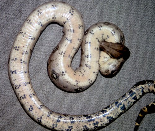 Diagnosing Snake Inclusion Body Disease And The Value Of A Snake ...