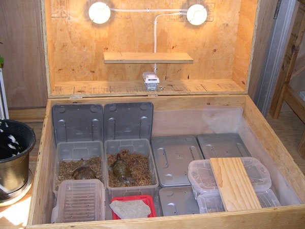 Three-Toed Box Turtle Brumation - Reptiles Magazine