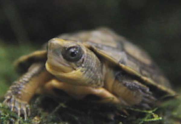 5 Chinese Yellow-Headed Box Turtles Hatch At The WCS's Bronx Zoo ...