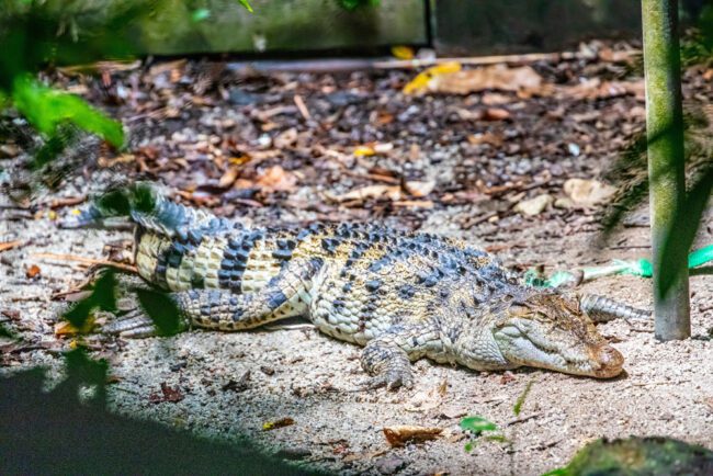 Philippine Crocodile Philippine Crocodile Facts, Pictures, Videos And