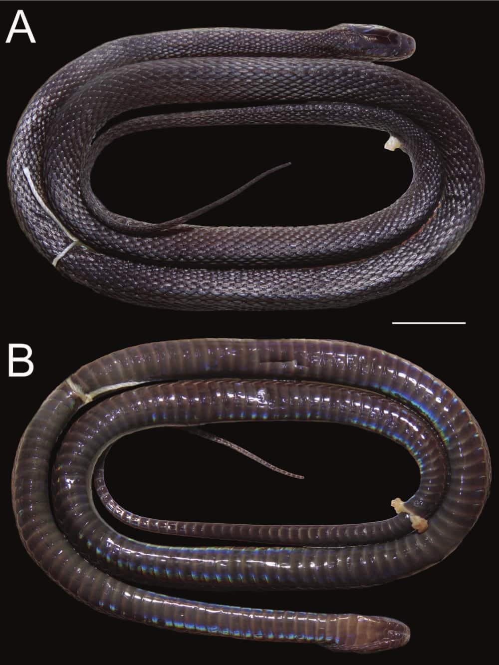 New Species Of Odd-Scaled Snake Discovered In Vietnam - Reptiles Magazine