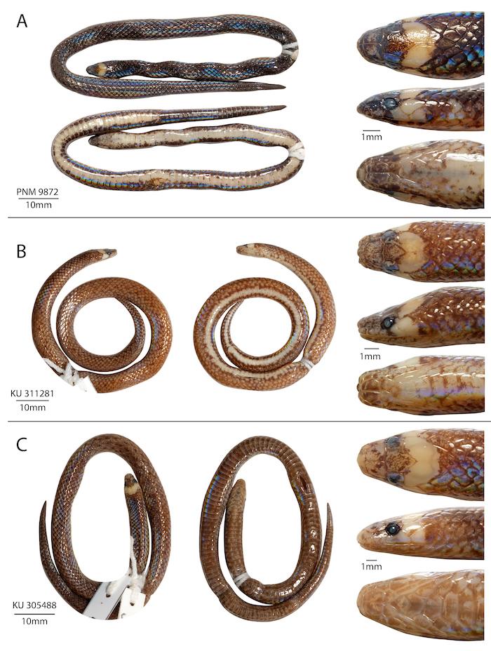 Philippine Burrowing Snake Species Discovered In University Collection ...