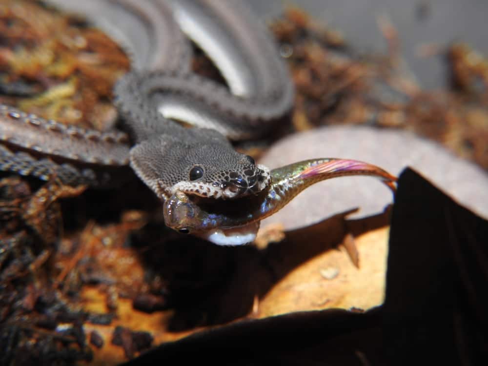 Dragon Snake Care And Information - Reptiles Magazine