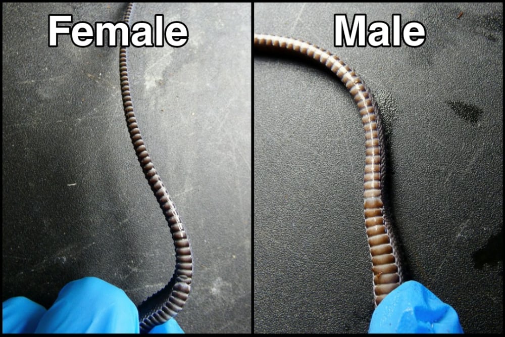 Dragon Snake Care And Information - Reptiles Magazine