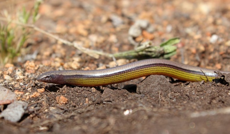 Six Legless Lizards - Reptiles Magazine