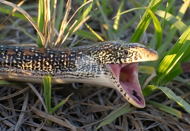 Six Legless Lizards - Reptiles Magazine