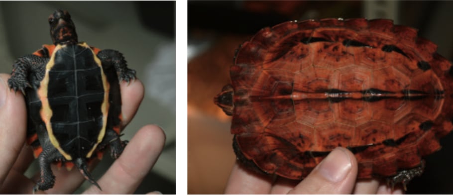 Working With The Rare Ryukyu Black-breasted Leaf Turtle - Reptiles Magazine