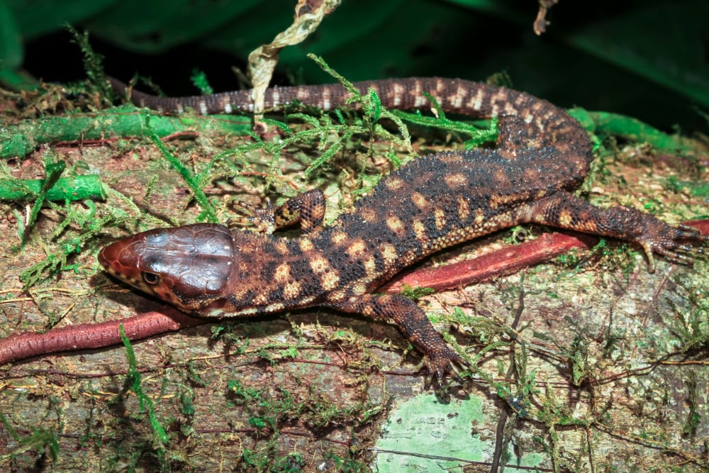 Yellow-Spotted Night Lizard Information and Care - Reptiles Magazine