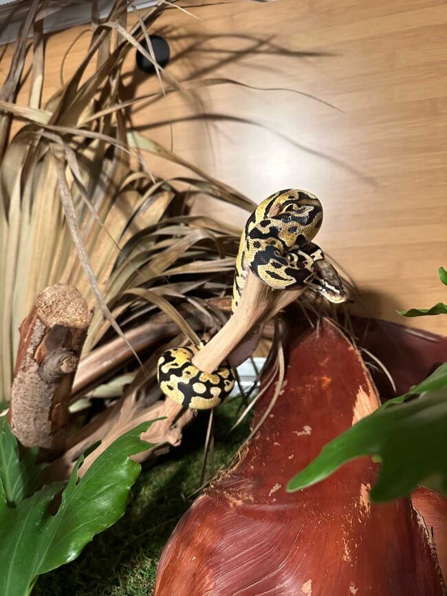 Ball Python Care Sheet - Reptiles Magazine