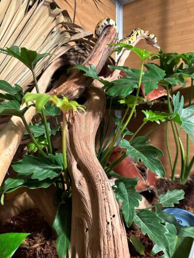 Ball Python Care Sheet - Reptiles Magazine