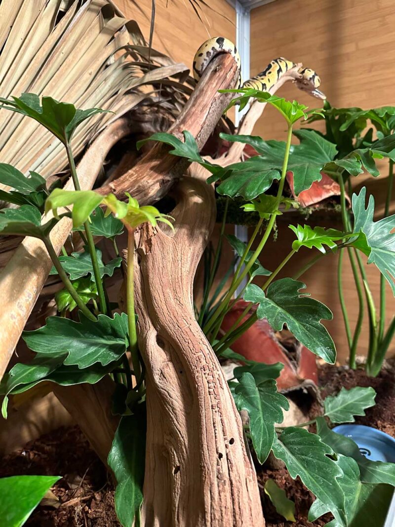 Ball Python Care Sheet - Reptiles Heaven