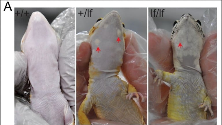 Lemon Frost Leopard Gecko Morph Spurs Cancer Clues - Reptiles Magazine