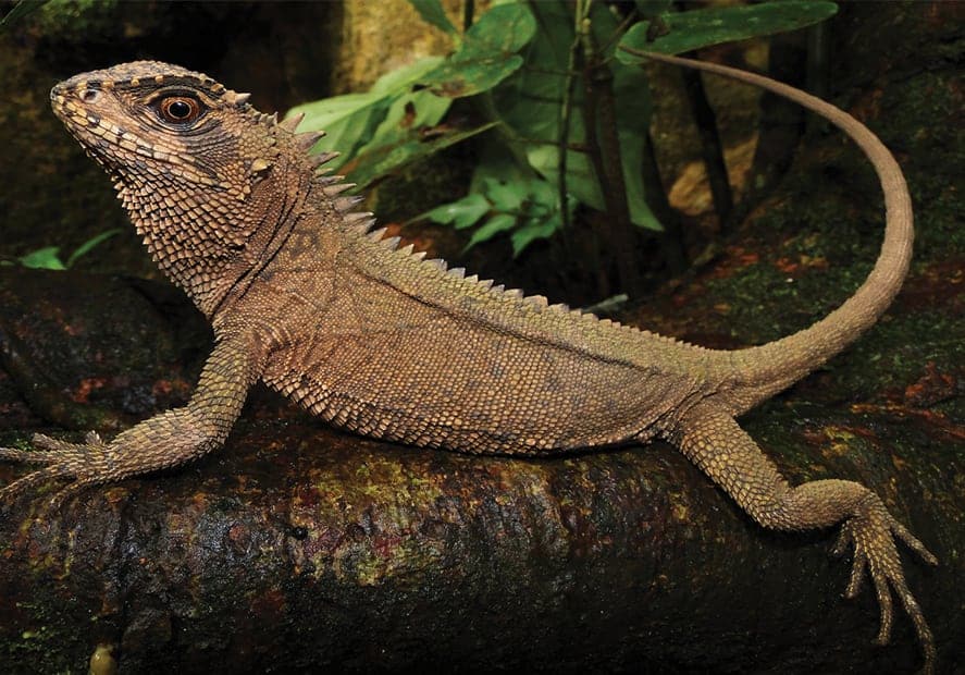 Colorful Species Of Wood Lizard Discovered In Peru - Reptiles Magazine