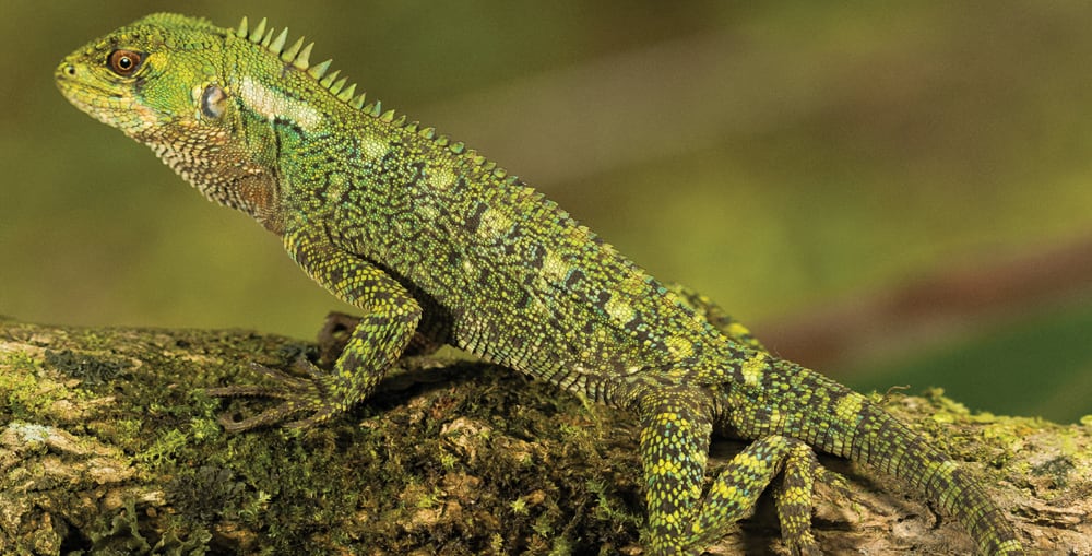 Colorful Species Of Wood Lizard Discovered In Peru - Reptiles Magazine