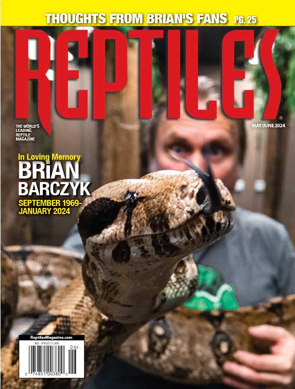 Lizard Species Archives - Reptiles Magazine