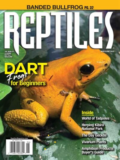New Species of Fanged Frog Discovered In the Philippines - Reptiles ...