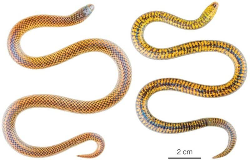 Three New Snakes of The Genus Atractus Discovered in Ecuador - Reptiles ...