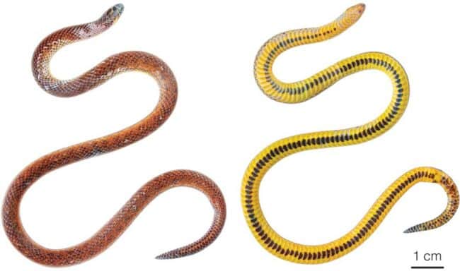 Three New Snakes of The Genus Atractus Discovered in Ecuador - Reptiles ...