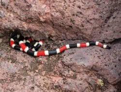 Batesian Mimicry and the Evolution of Snakes - Reptiles Magazine