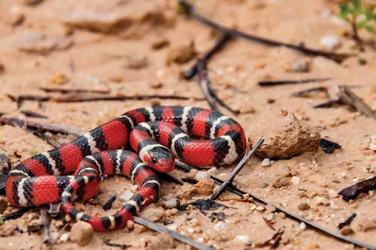 Batesian Mimicry and the Evolution of Snakes - Reptiles Magazine