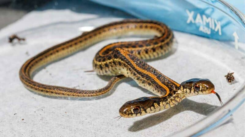 Two-headed Garter Snake Found In Nebraska - Reptiles Magazine