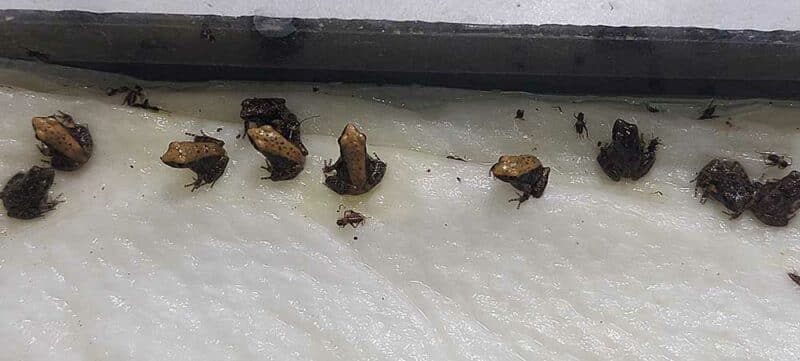 Critically Endangered Gigantes Limestone Frog Successfully Bred For ...