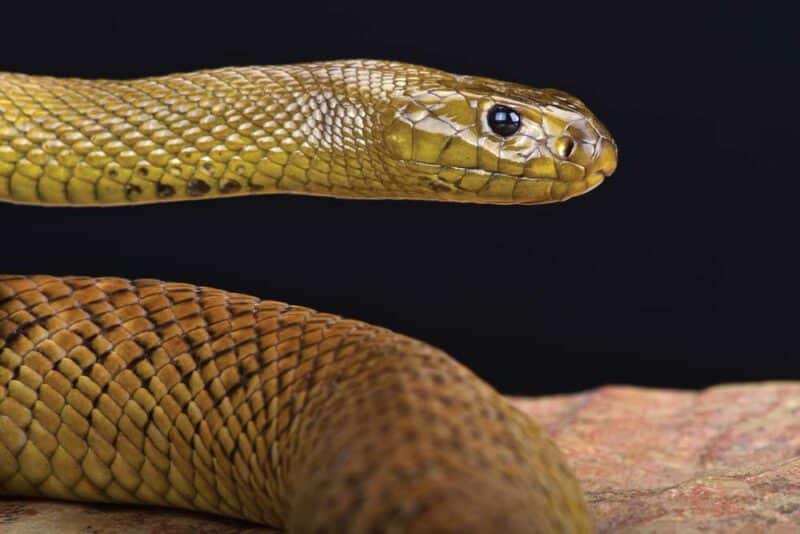 Inland Taipan Snake Information (Oxyuranus microlepidotus) - Reptiles ...