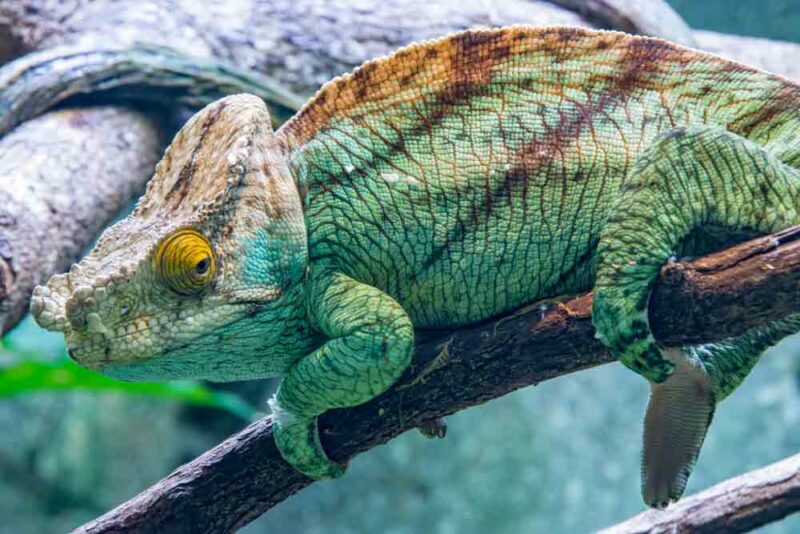 10 Parson's Chameleons Hatch at Chester Zoo - Reptiles Magazine