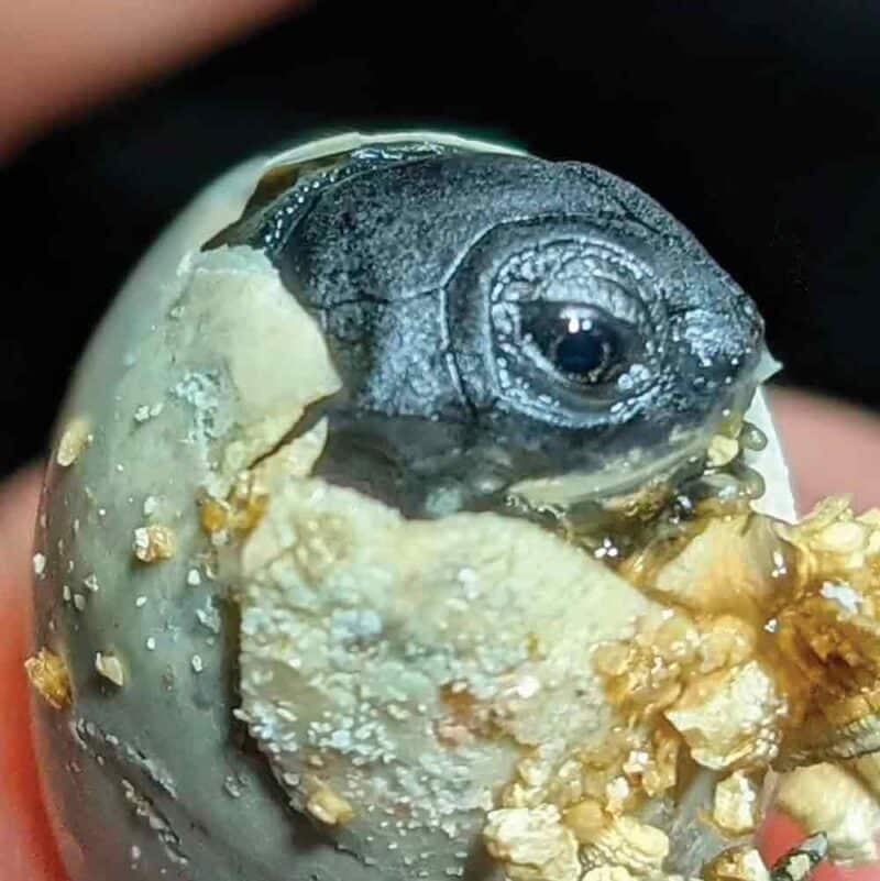 Keeping And Breeding The African Dwarf Mud Turtle - Reptiles Magazine