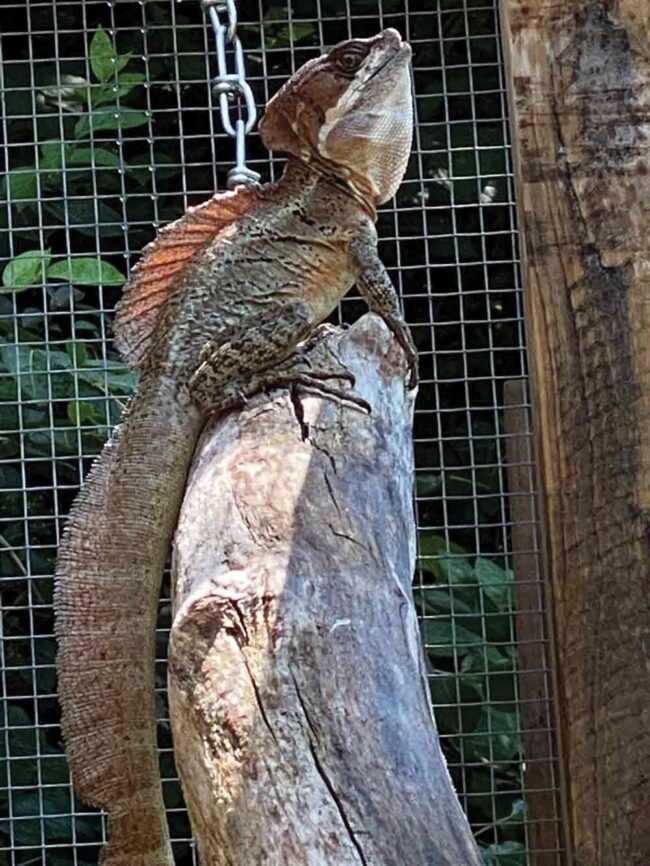 Care And Breeding the Basilisk Lizard - Reptiles Magazine