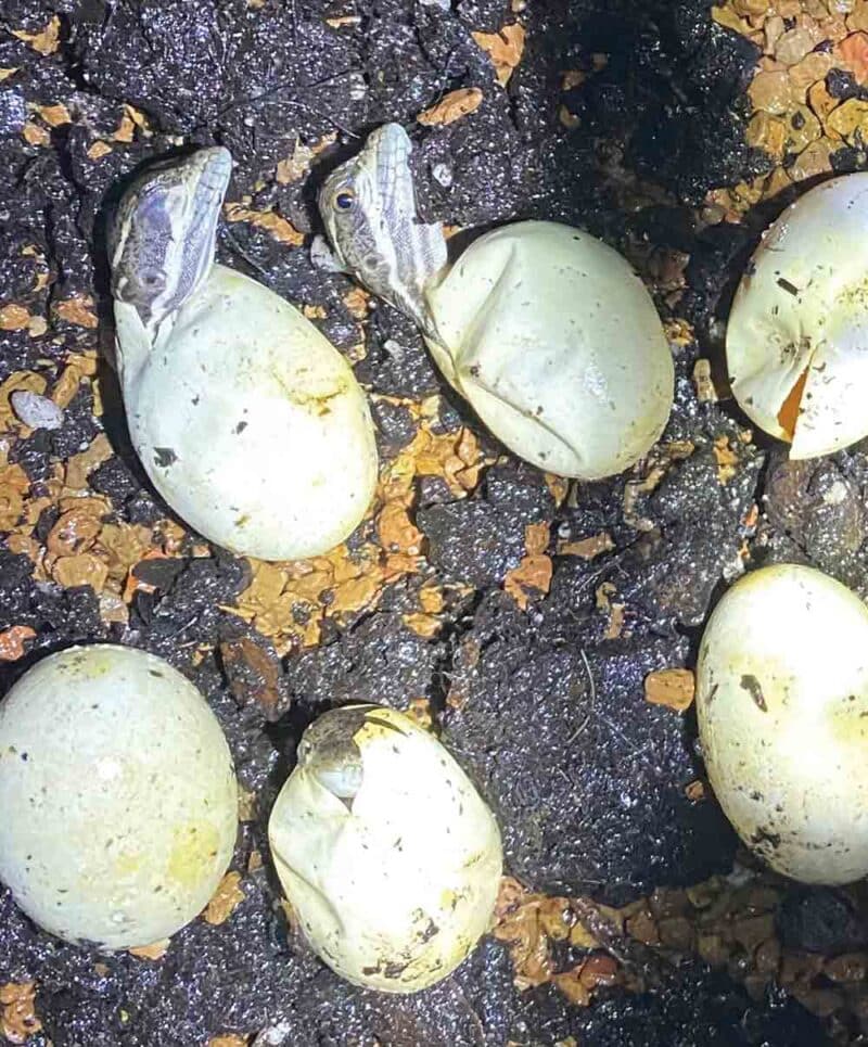 Care And Breeding the Basilisk Lizard - Reptiles Magazine