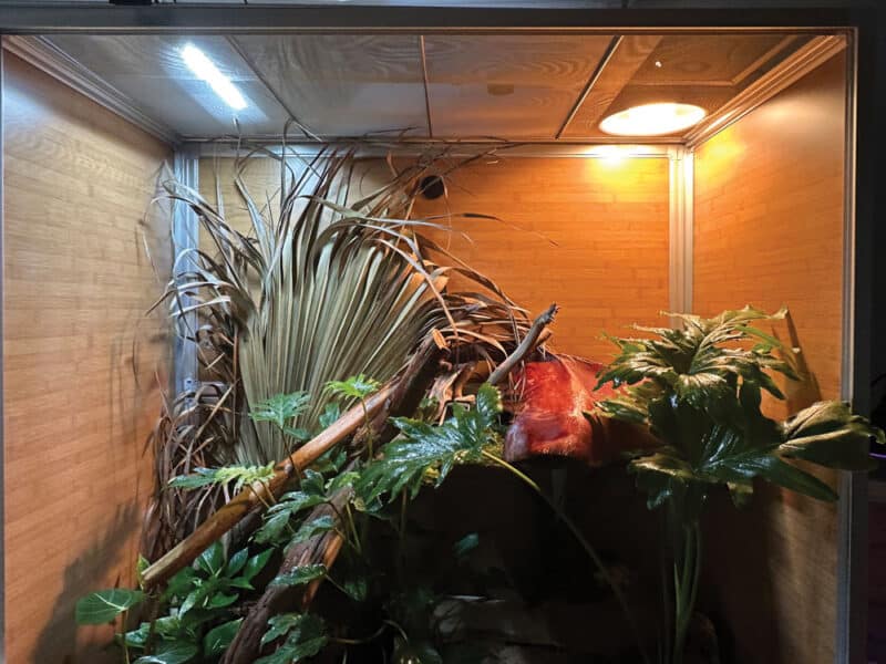 Ball python enclosure Archives - Reptiles Magazine