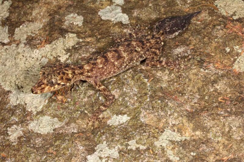 New Leaf-tailed Gecko Species Discovered in Australia - Reptiles Magazine