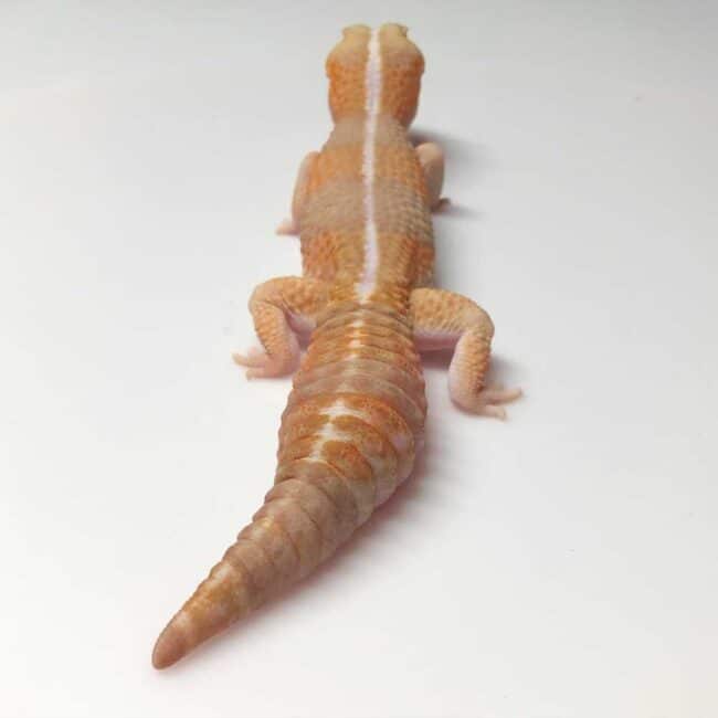 African Fat-Tailed Gecko Care And Natural History - Reptiles Magazine