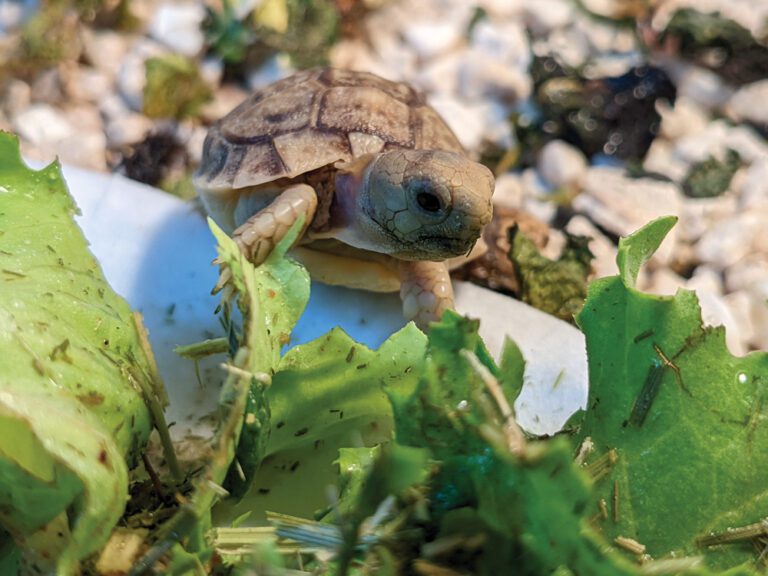The Egyptian Tortoise, Testudo kleinmanni in Captivity - Reptiles Magazine