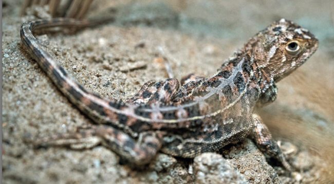 Long Thought Extinct Victorian Grassland Earless Dragon Rediscovered ...