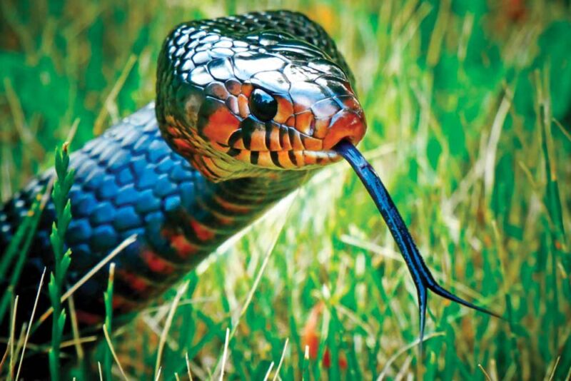 Eastern Indigo Snake Care Sheet - Reptiles Magazine