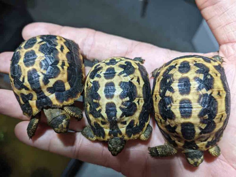 Spider Tortoise Care And Breeding - worldpetinfo.com