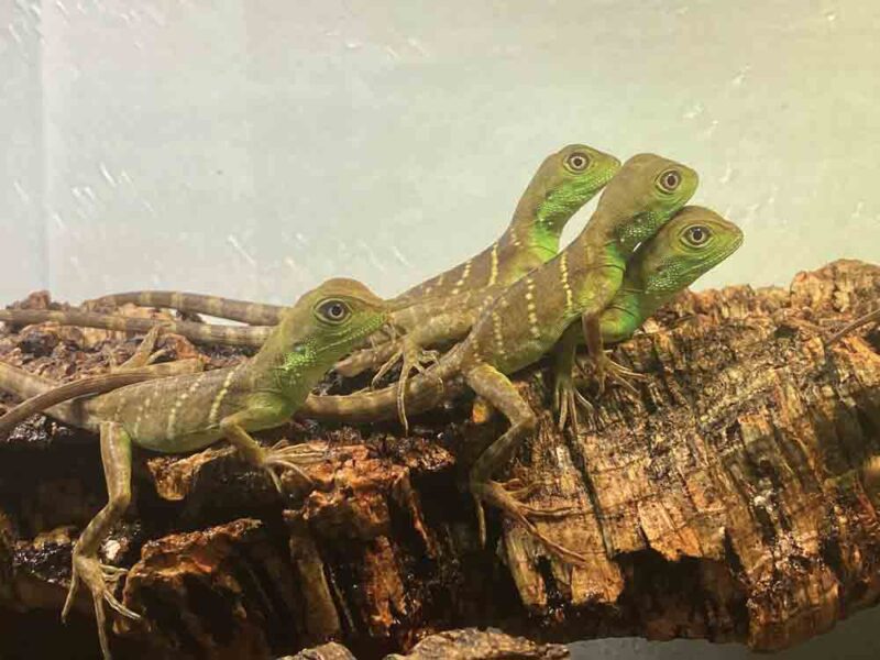 The Way of the Water Dragon - Reptiles Magazine