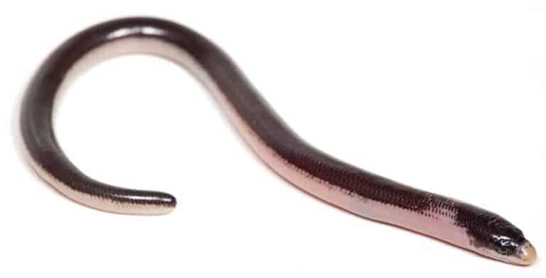 New Species of Legless Skink Discovered in Africa - Reptiles Magazine