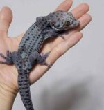 Keeping and Breeding the Tokay Gecko - Reptiles Magazine