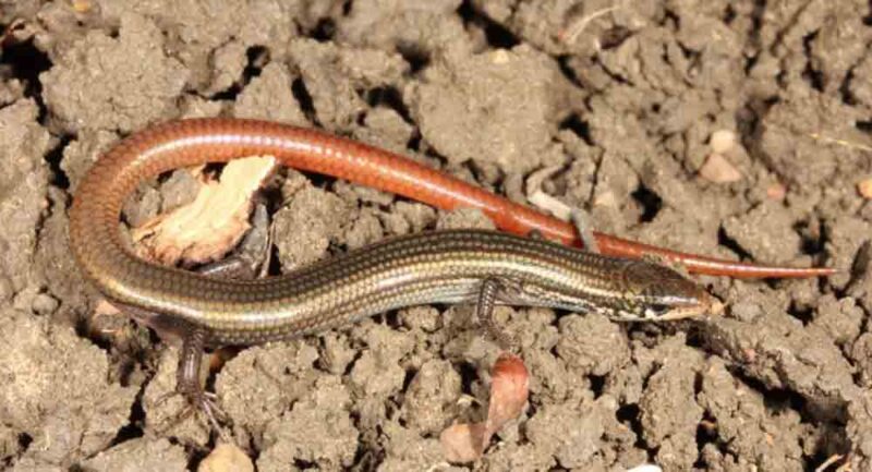 Lyon's Grassland Striped Skink Rediscovered In Australia - Reptiles ...