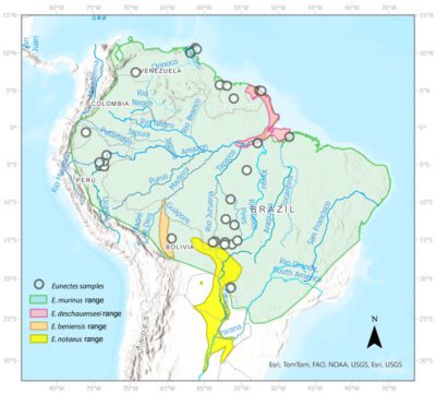 New Green Anaconda Species Discovered - Reptiles Magazine